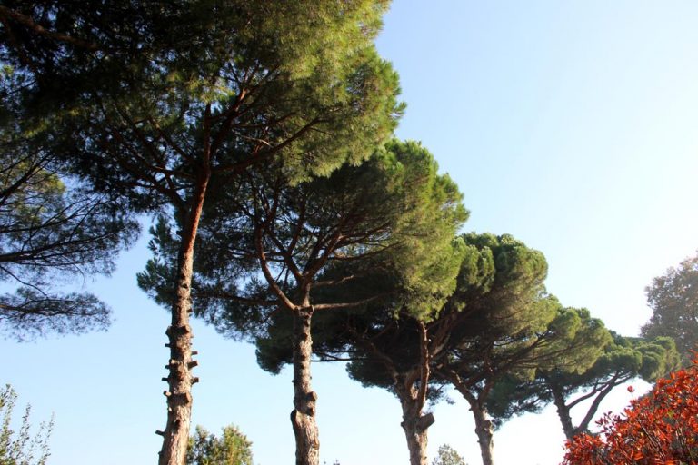 A Morning Walk Through the Ancient Ruins of Pompeii