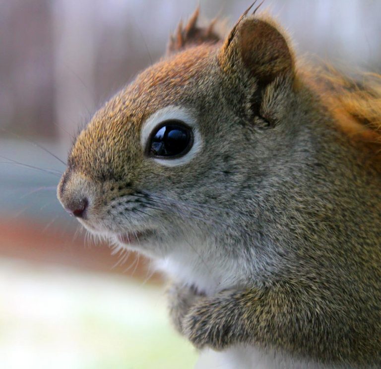 A Visit From an American Red Squirrel