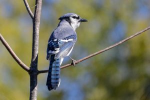 The Brilliant Blue Jay