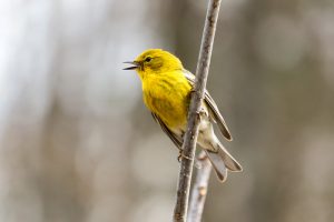 Identifying the Pine Warbler