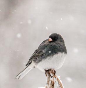 An Overview of the Dark-eyed Junco