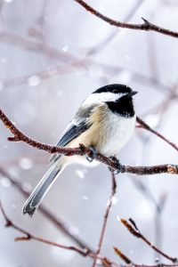 The Adorable Black-capped Chickadee