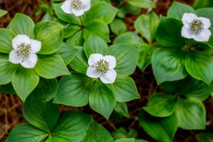 Bunchberry Identification & Facts
