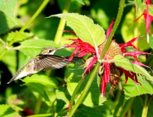 Ruby-throated Hummingbird Migration: Information for the Fall