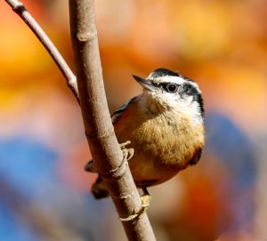 How to Help Birds During the Fall