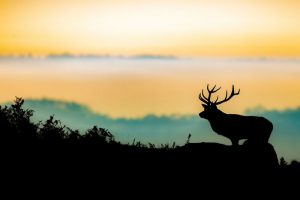 Interviewing Nigel Chester-Buckley of NCB Wildlife