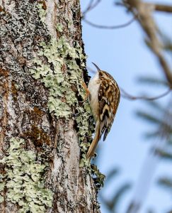 Discovering the Brown Creeper