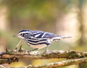 The Distinctive Black-and-white Warbler