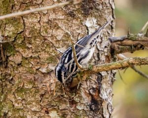 The Distinctive Black-and-white Warbler