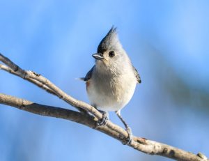 The Delightful Tufted Titmouse