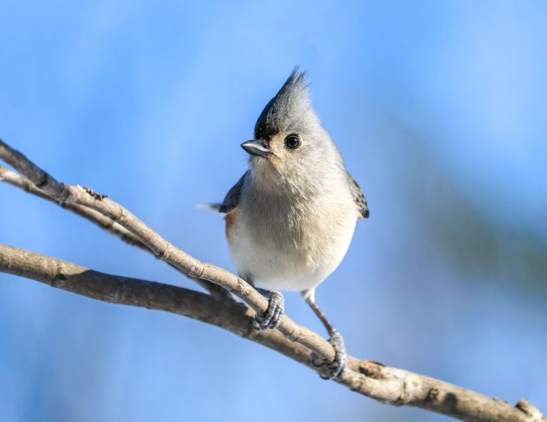 The Delightful Tufted Titmouse