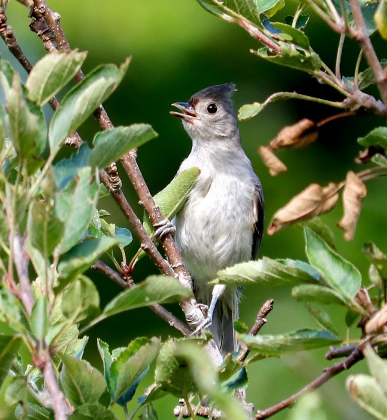 The Delightful Tufted Titmouse