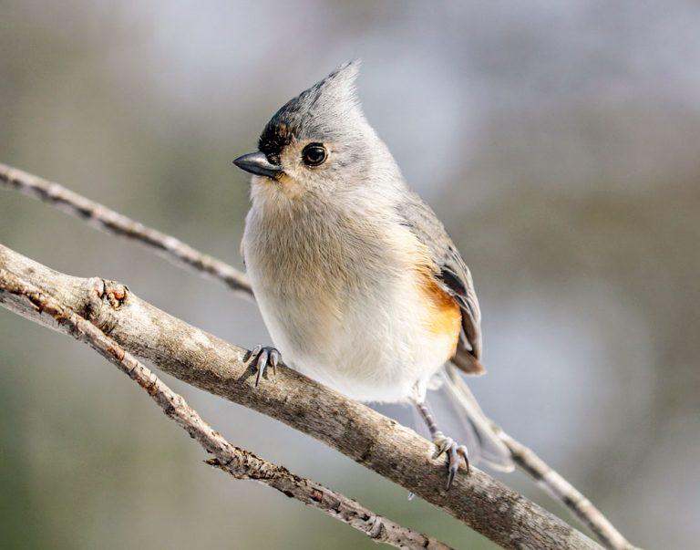The Delightful Tufted Titmouse