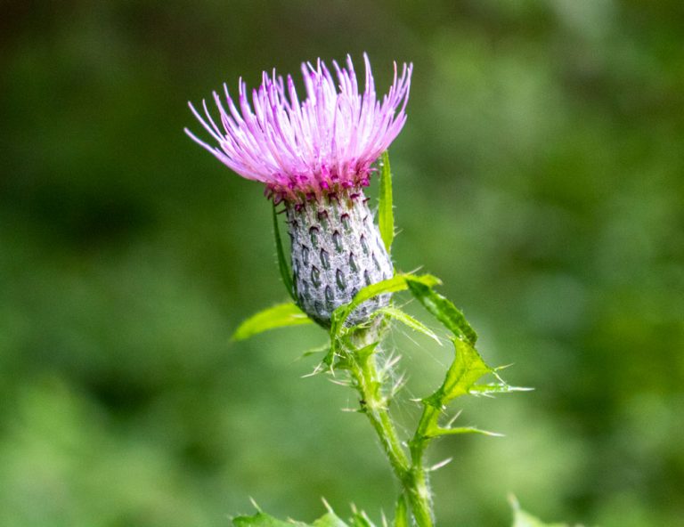 Information About Swamp Thistle (Cirsium muticum)